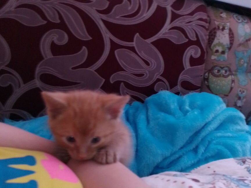 Маленький домовёнок Кузя ищет себе семью