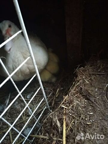 Мускусные утята