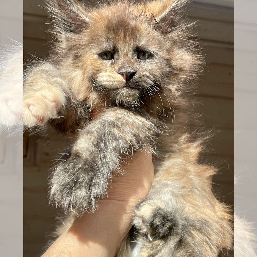 Мейн-кун котёнок