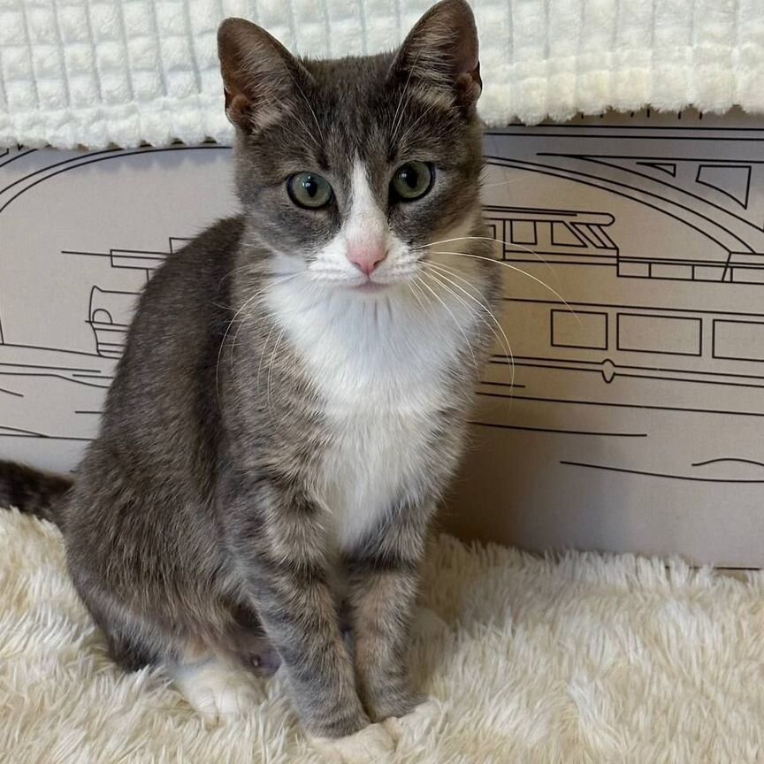 Идеальная кошечка Белла в добрые руки