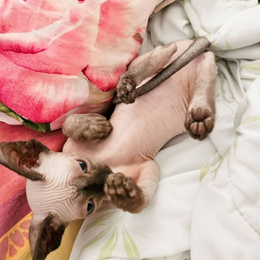 Канадский сфинкс котенок