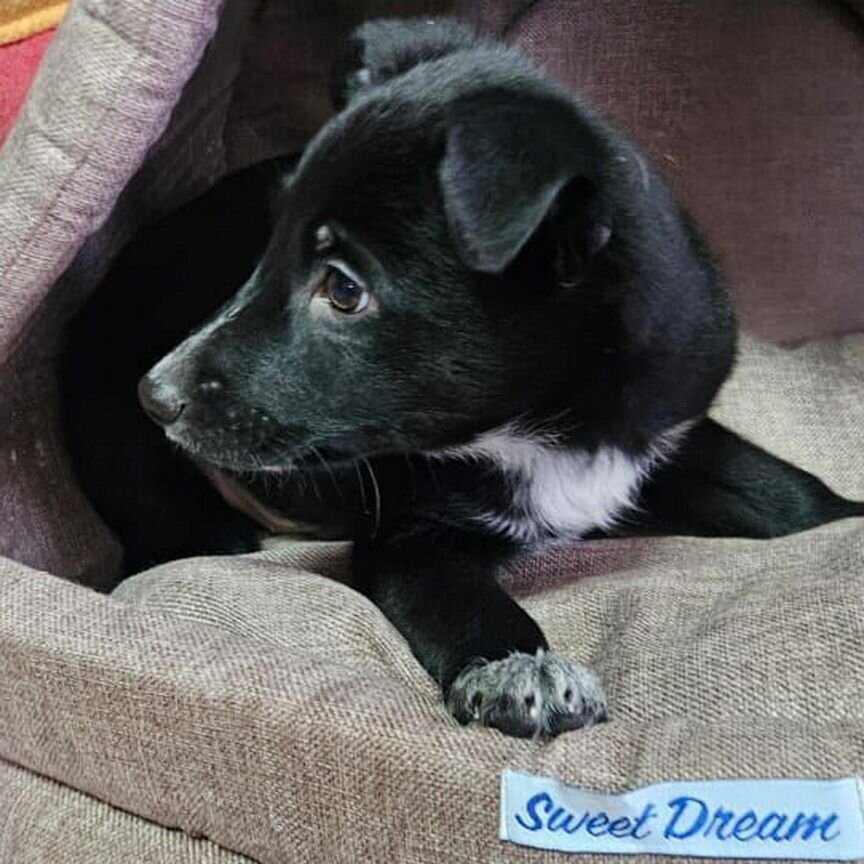 Щенок в добрые руки