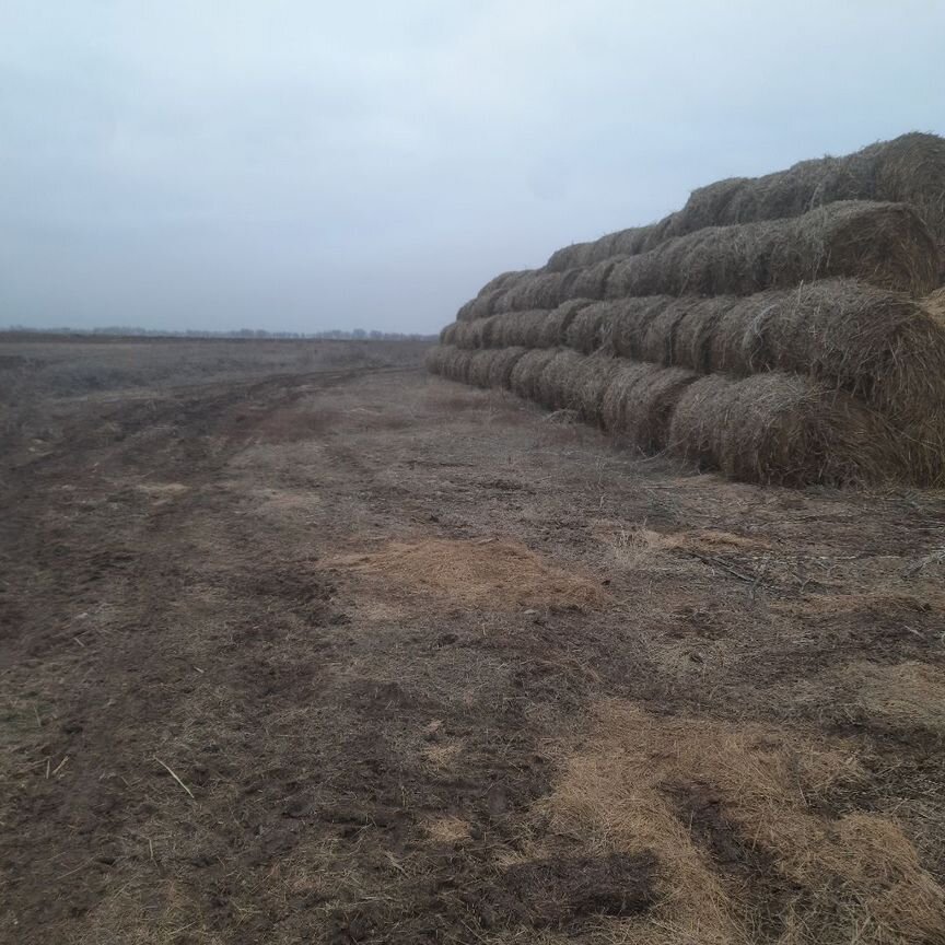 Суданская трава