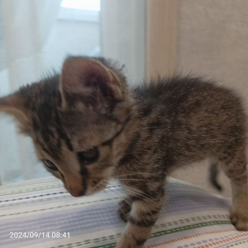 Малышке 1,5 мес, еле выжила