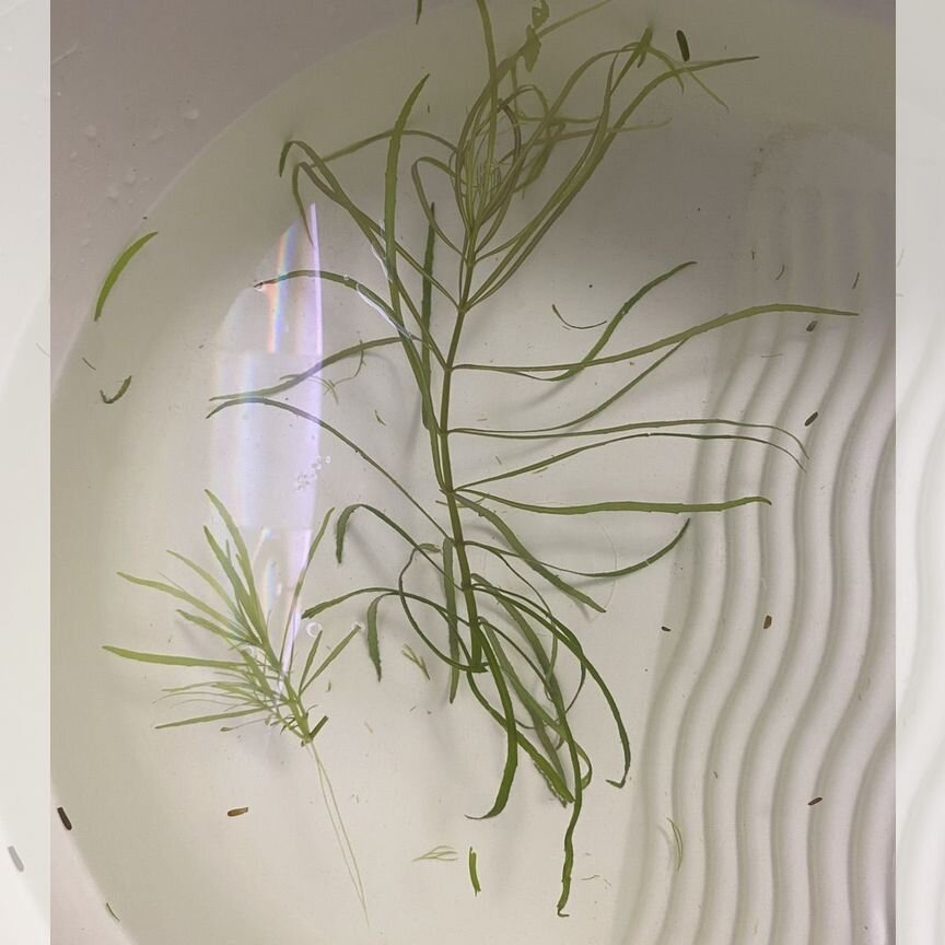 Погостемон Октопус