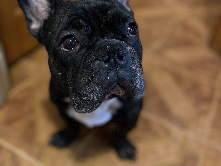 Вязка французский будьдог