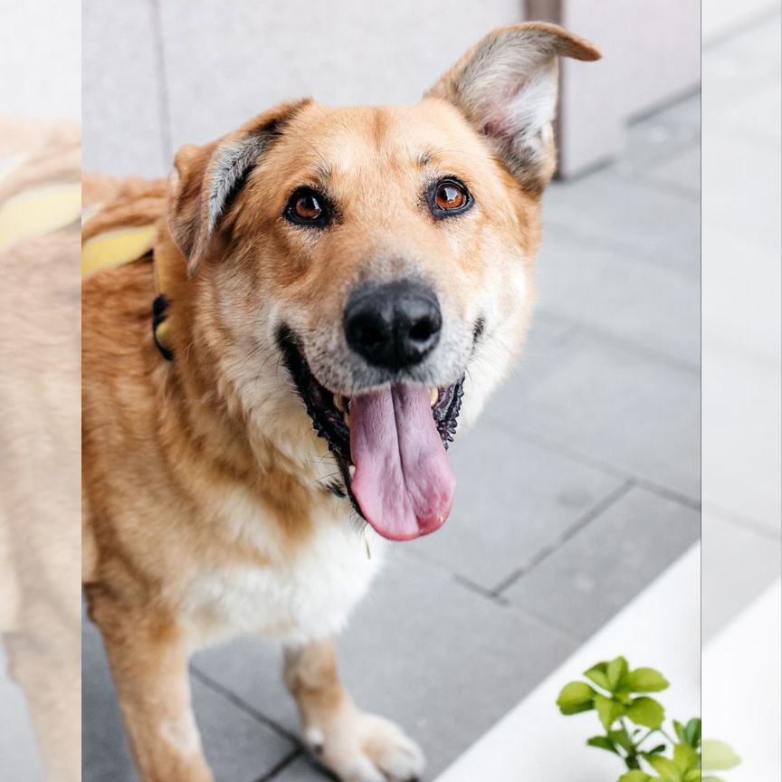 Взрослый пёс в добрые руки