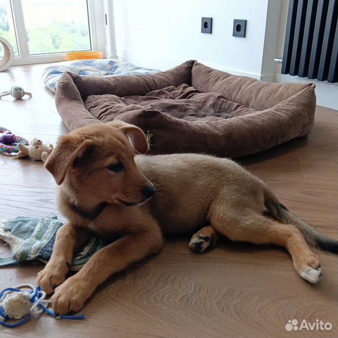 Медвежонок щенок ищет дом, девочка 3,5 мес