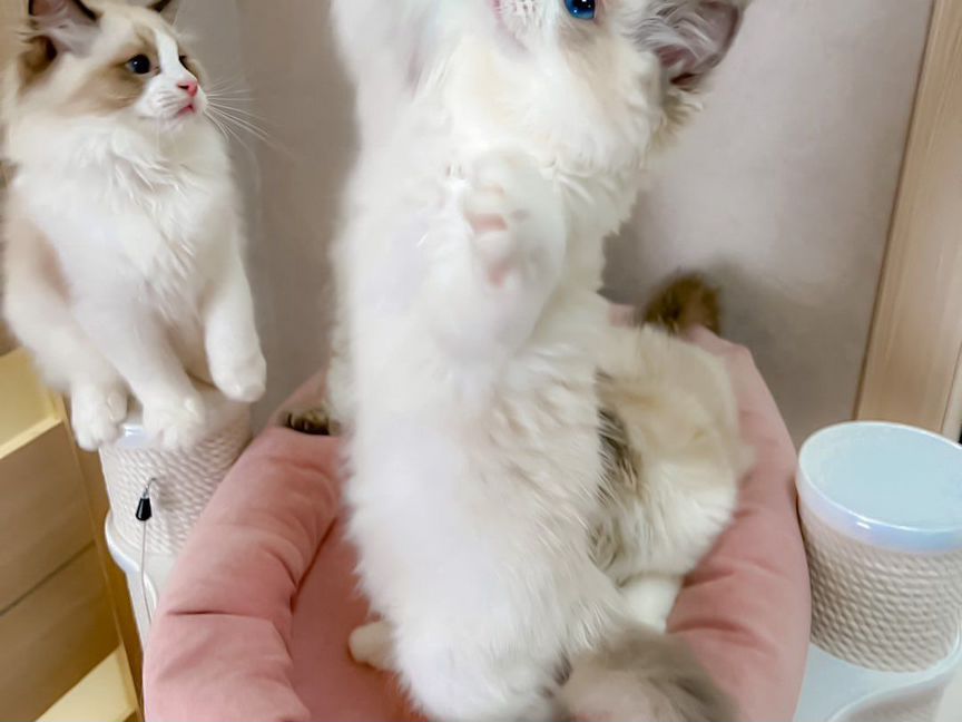 Рэгдолл мальчики котята с родословной