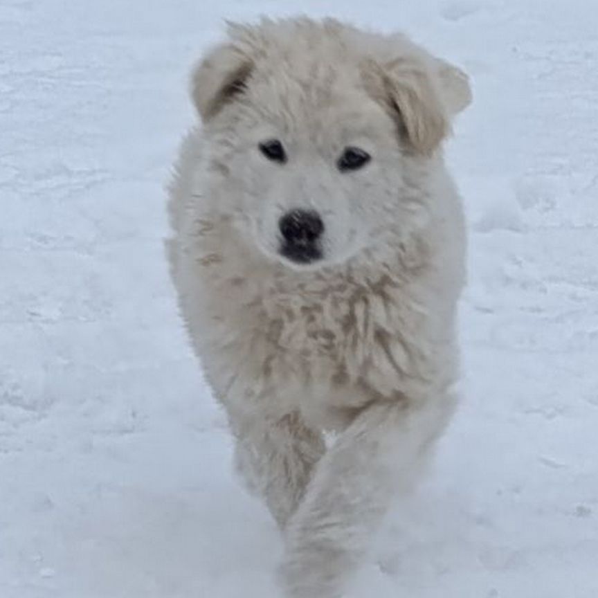 Щенок в добрые руки