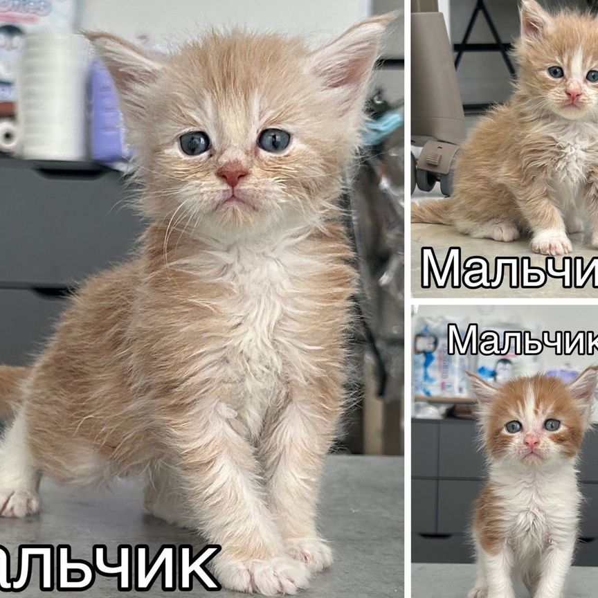 Мейн-кун котёнок