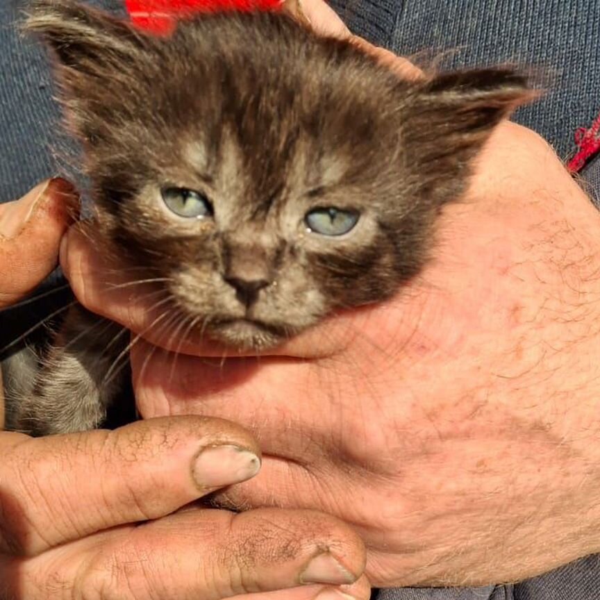 Чёрный кот ёНОК с отливом коричневого полупушистый