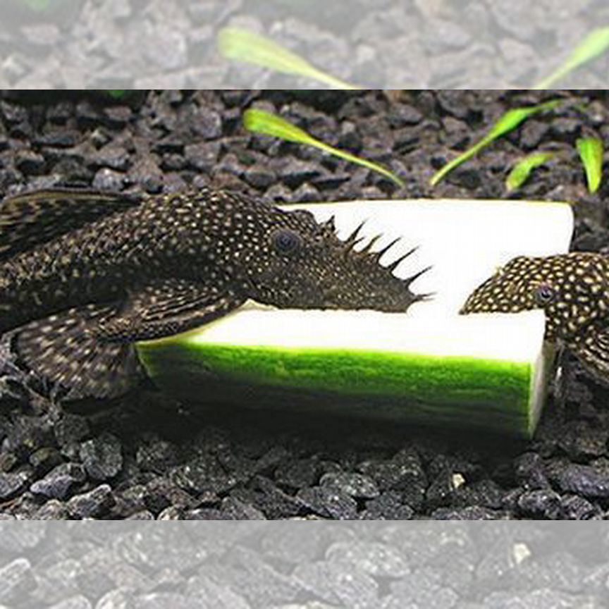 Аквариумные рыбки, сомики, растения