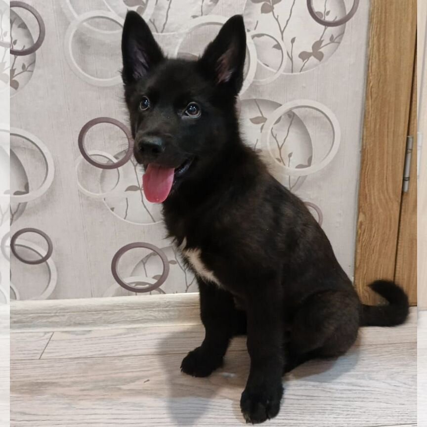 Русско европейская лайка