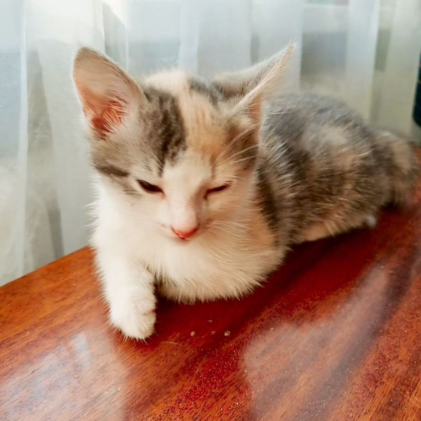 Две замечательные кошечки