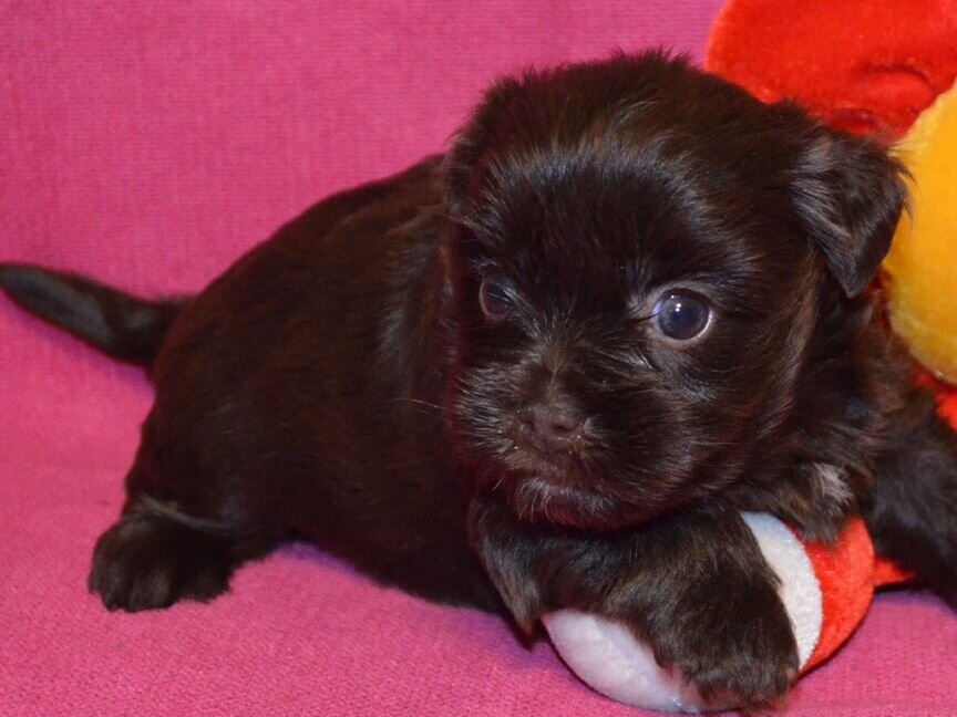 Шоколадное чудо