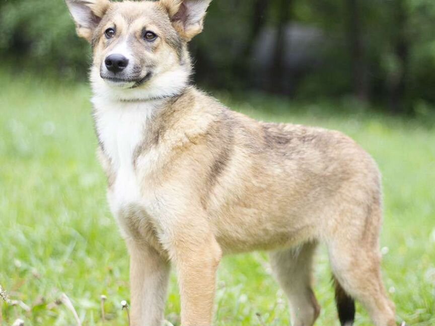 Ласковый щенок в добрые руки