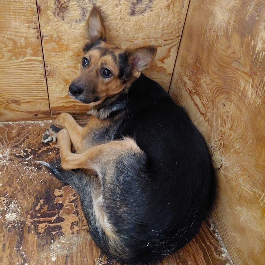 Нежная маленькая собачка на пристройство