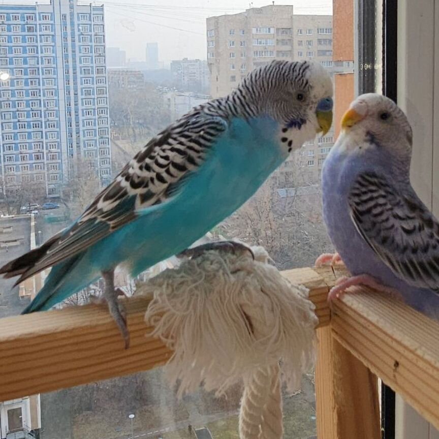 Волнистые попугайчики с клеткой и игрушками