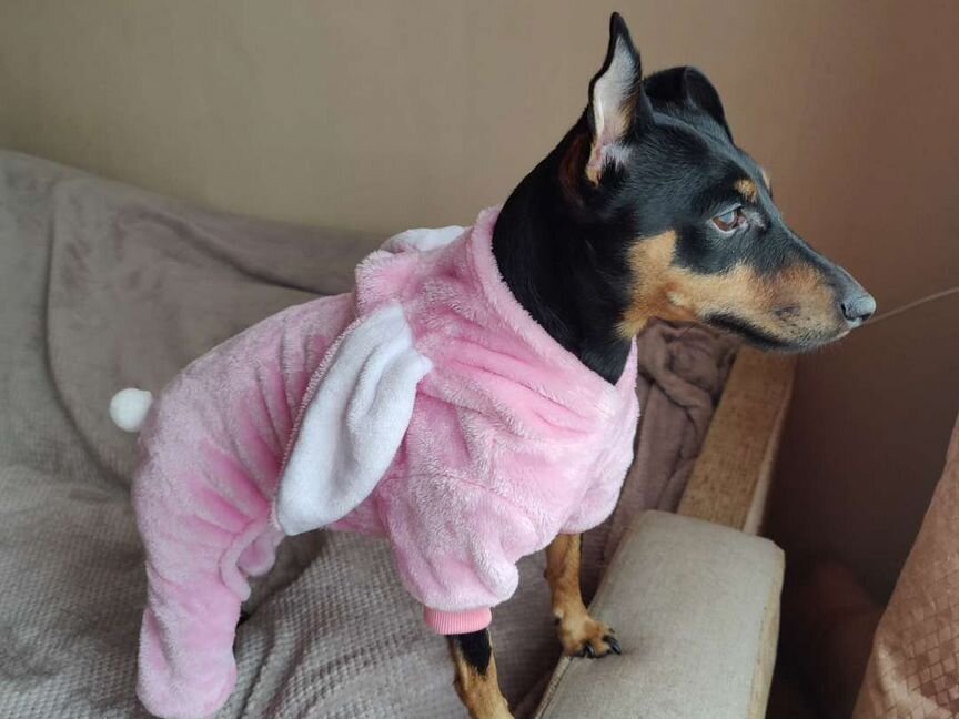 Костюм для собаки/кошки