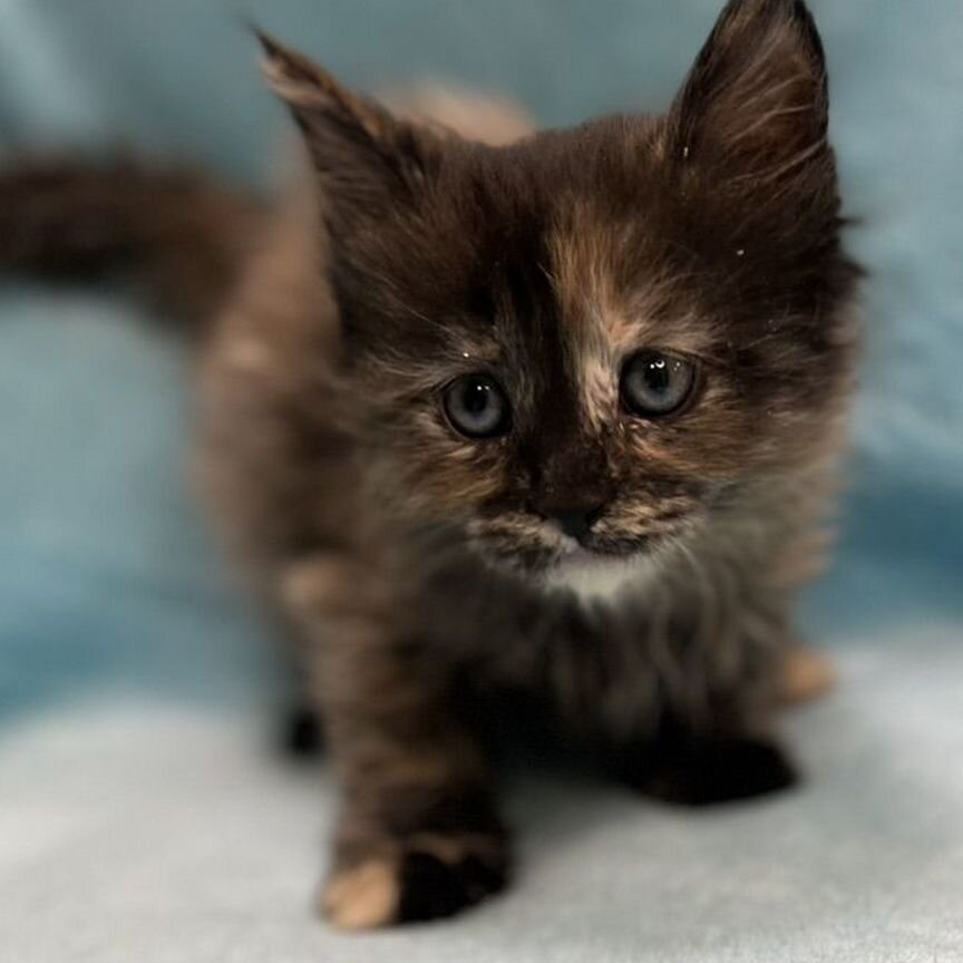 Мейн-кун котёнок