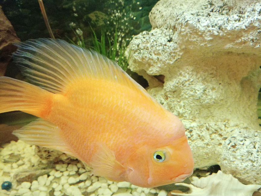 Рыбка попугай