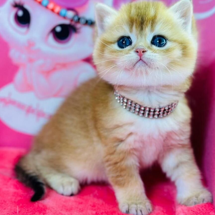 Шоу класс Шотландские котята. Вязка