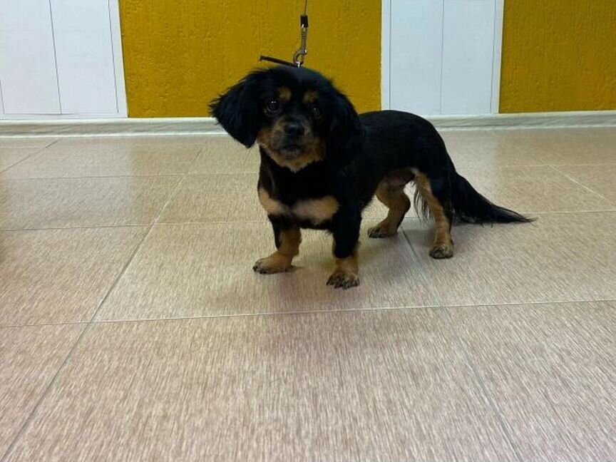 Собака в добрые руки