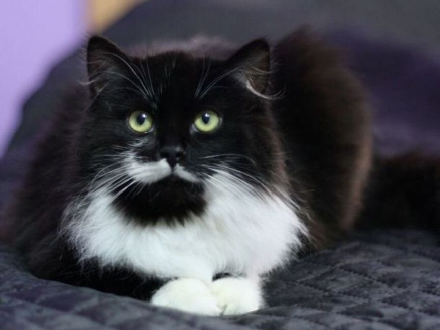 Пушистая ласковая Кошка в добрые руки