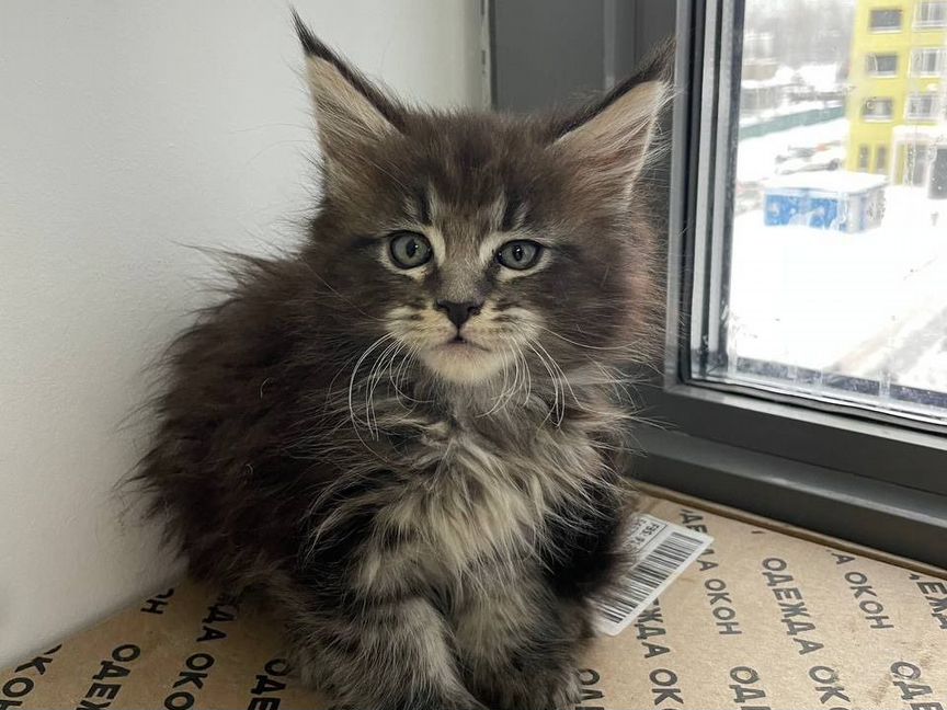 Котёнок мейн-кун. Готовы к переезду. Девочка