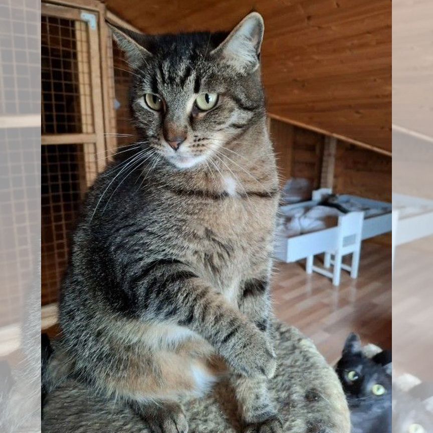 Роскошная Чупа будет счастлива встретить семью