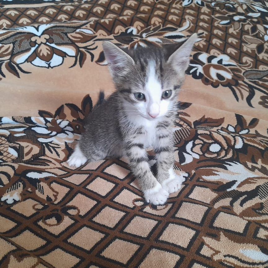 Малыш ушастик, котик