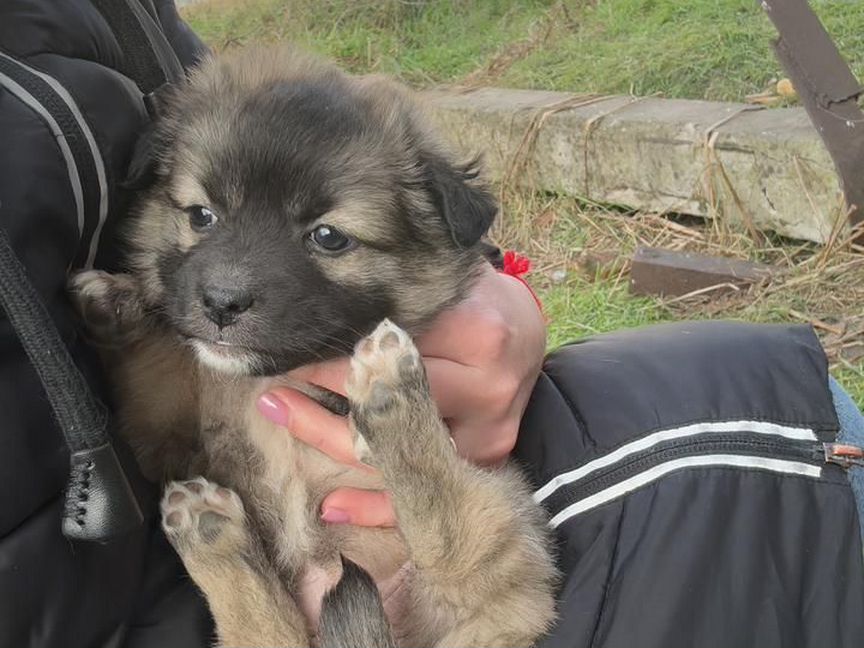 Клёвый щенок будет маленький в добрые руки