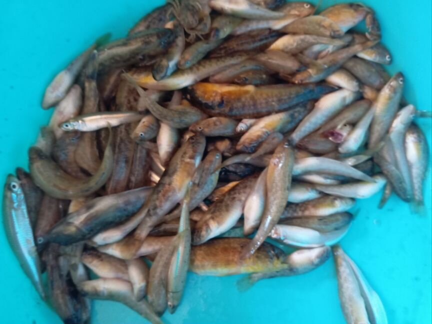 Свежая рыба кошачка