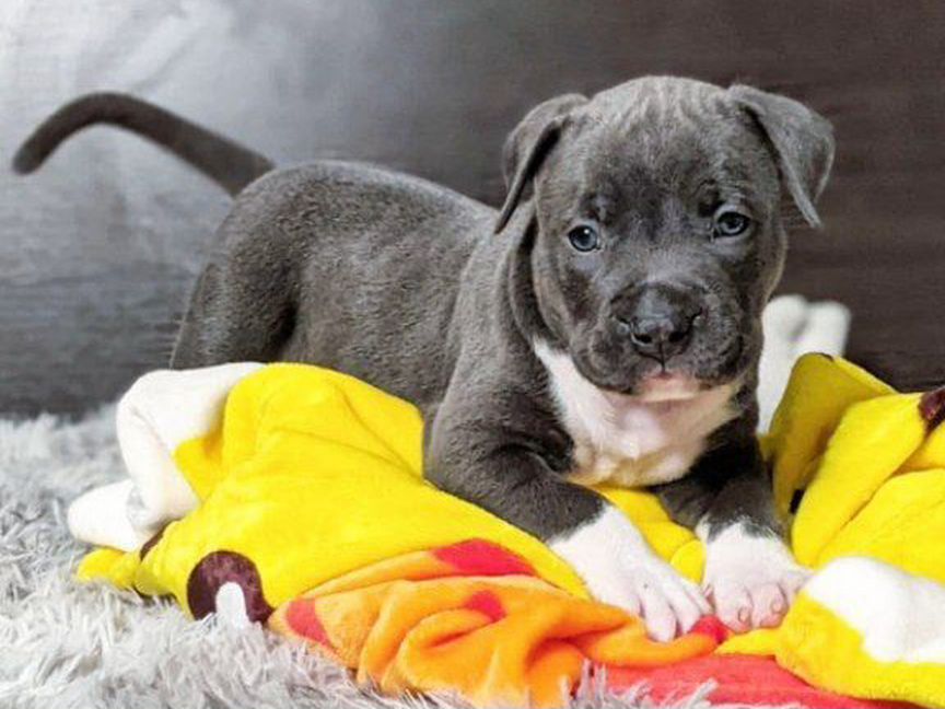 Стаффордширский терьер