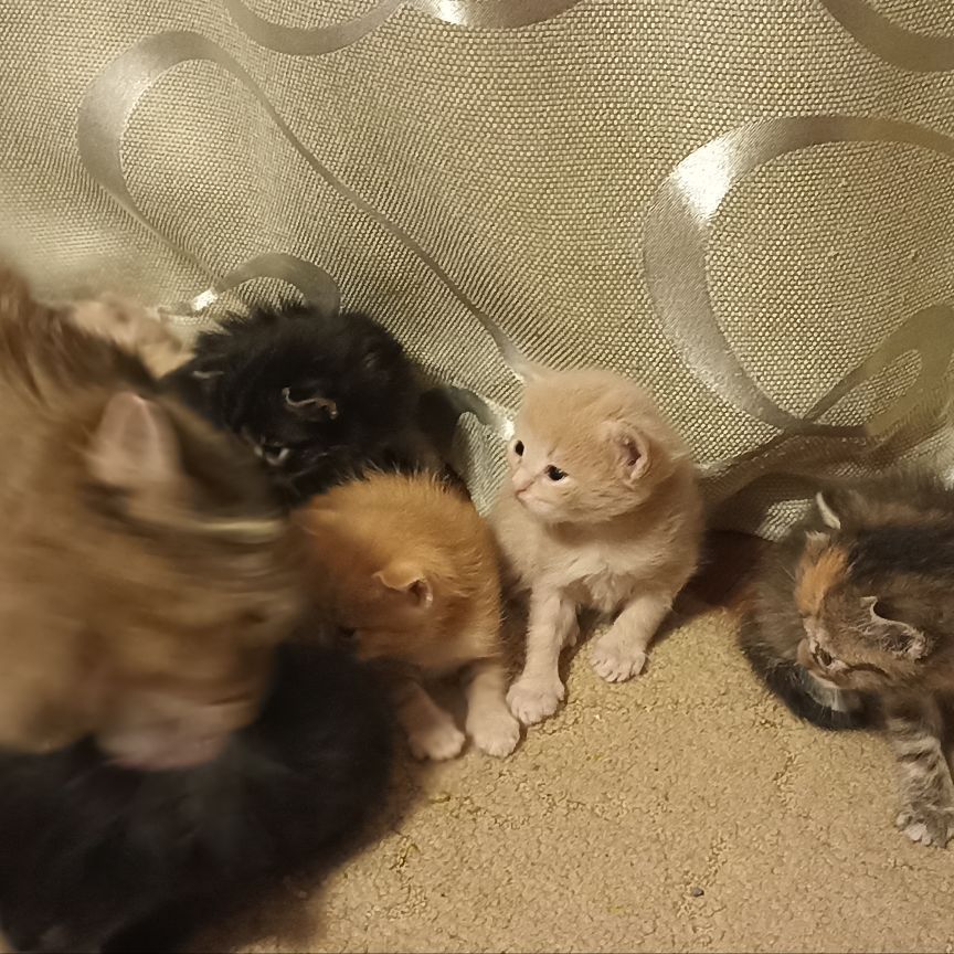 Котята в добрые руки