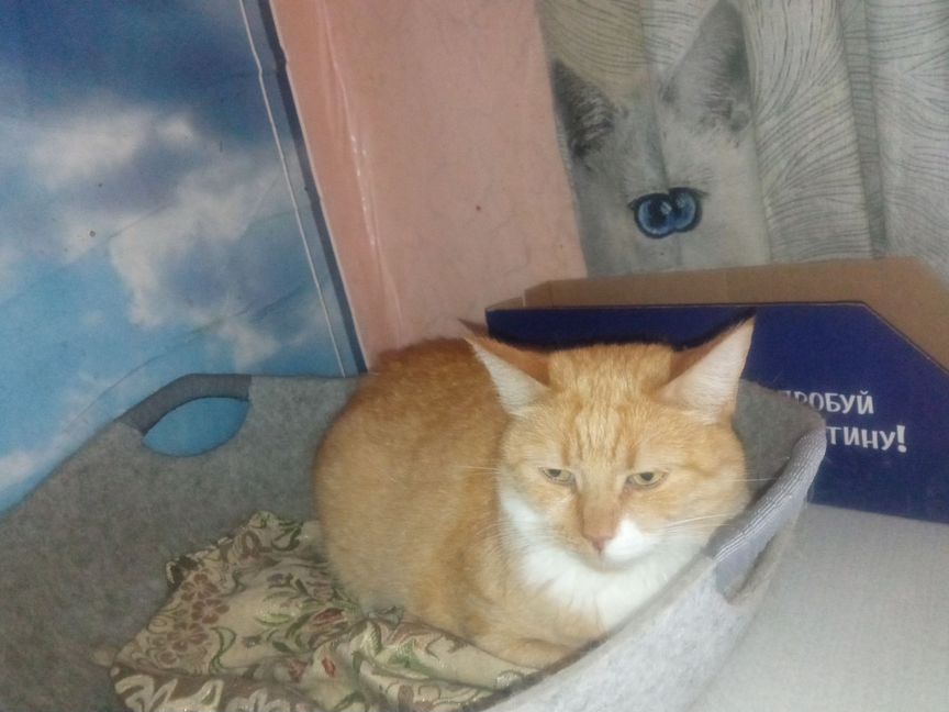 Кошка в добрые руки