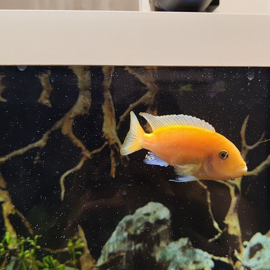 Аквариумные рыбки