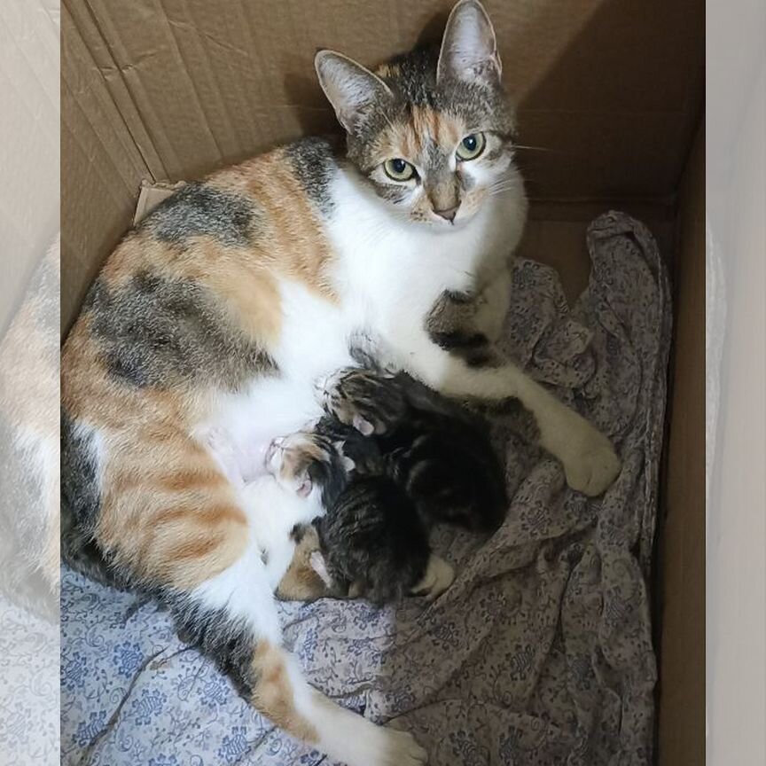 Курильский бобтейл короткошёрстный котёнок