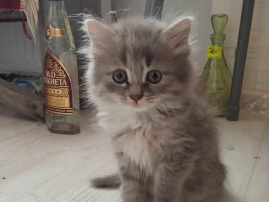 Шотландский котенок