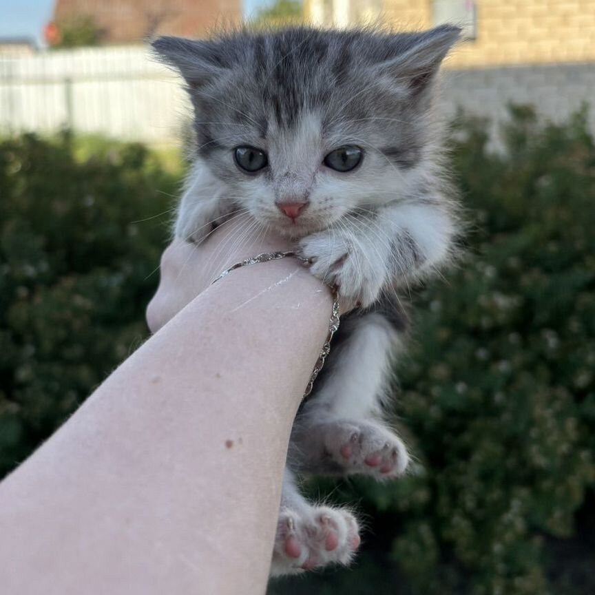 Котёнок в добрые руки