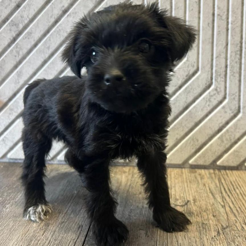 Йоркширский терьер, щенок