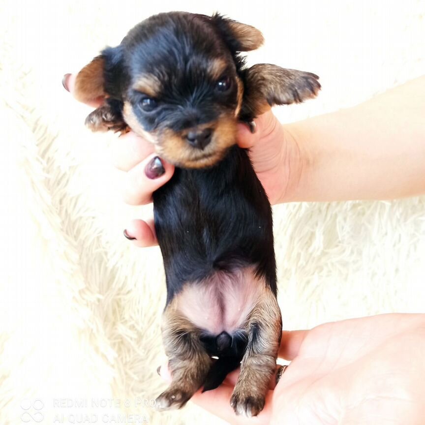 Йоркширский терьер щенки