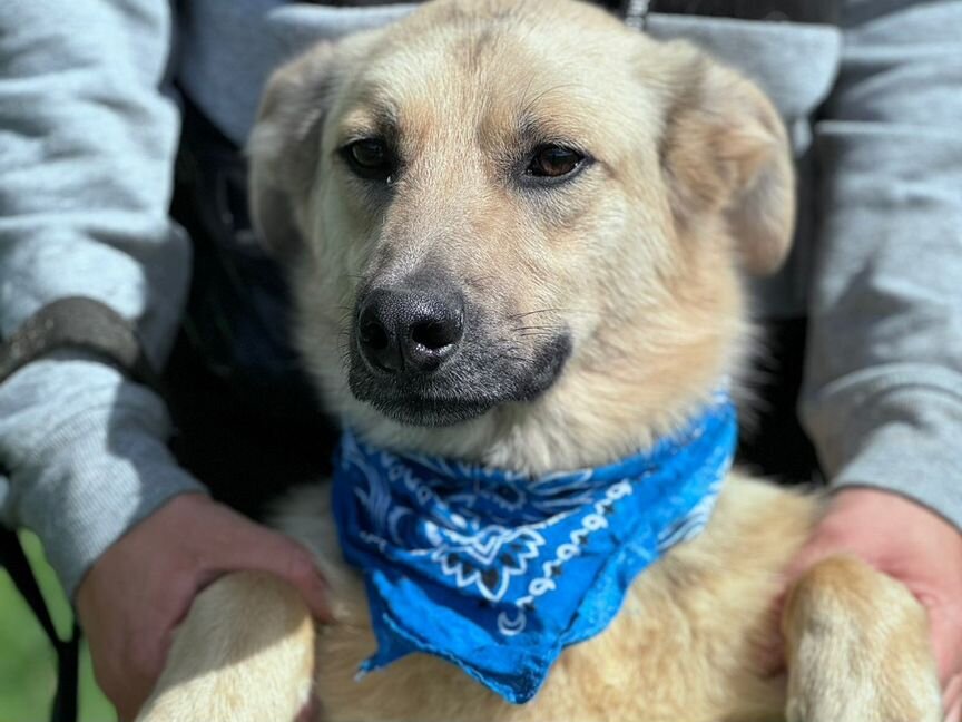 Щенок-подросток Коля в поисках дома