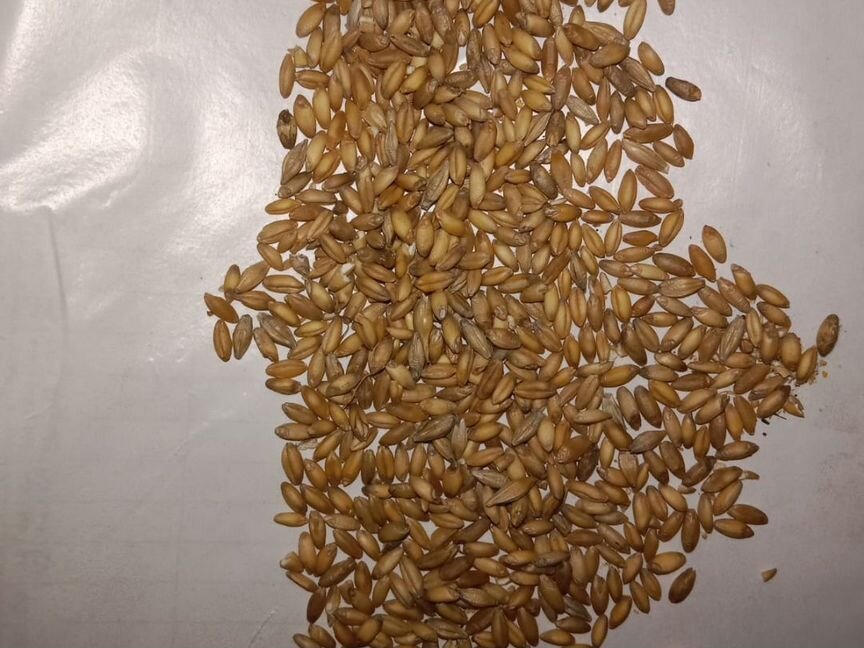 Пшеница твёрдая на посев