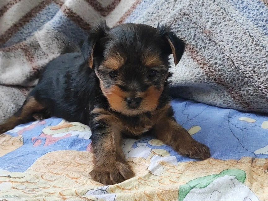 Йоркширский терьер