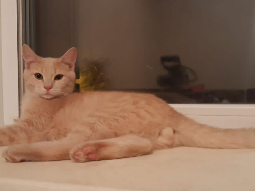 Рыжие Котики,три брата