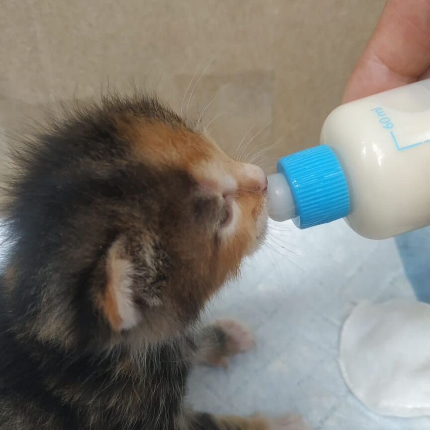 Котята в добрые руки бесплатно