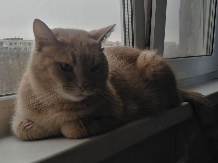 Кот