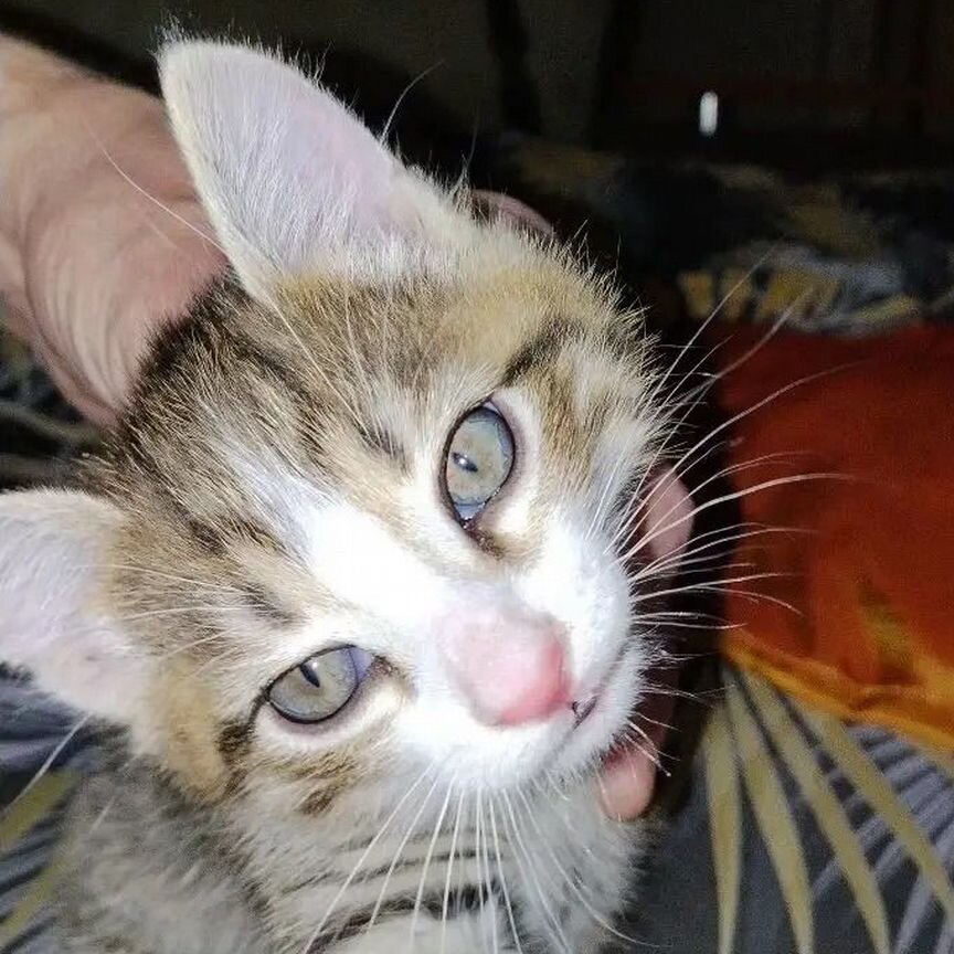 Котёнок в добрые руки